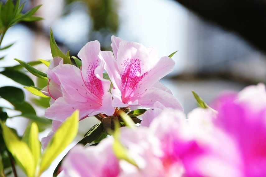 いろいろ（20210504): とんぼちゃんの散歩路